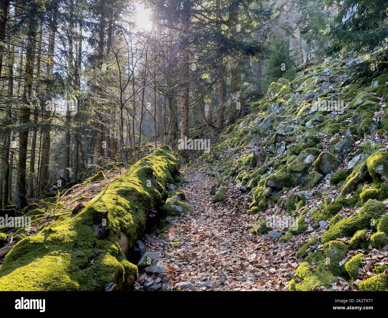 Forrest in the vosges in France Stock Photo - Alamy