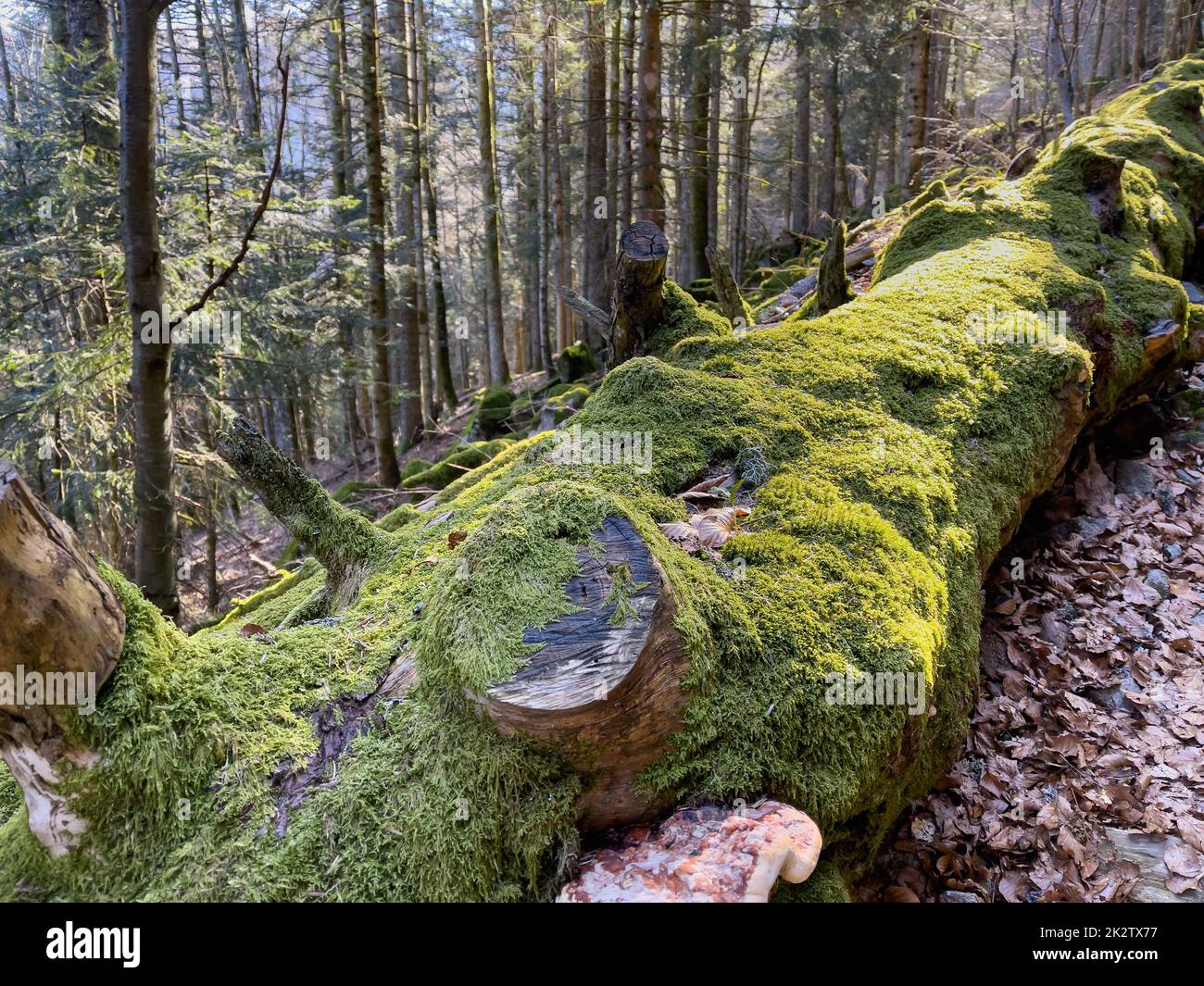 Forrest in the vosges in France Stock Photo - Alamy