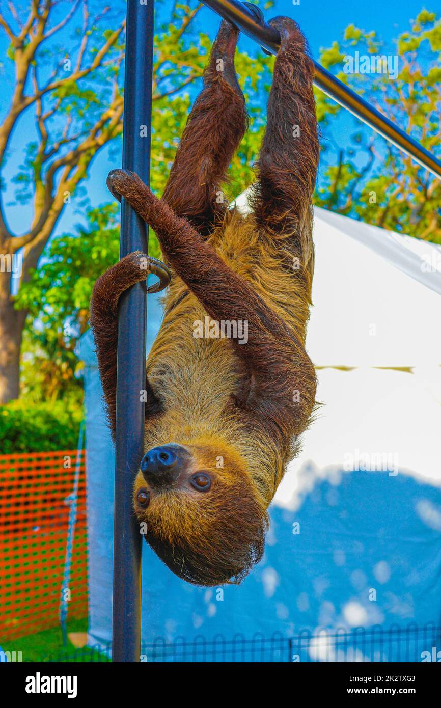 Image of sloth hanging in the bar Stock Photo - Alamy