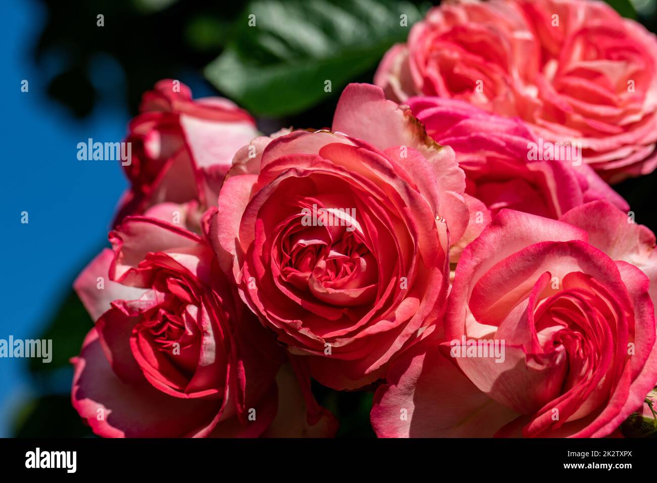 Field of red roses hi-res stock photography and images - Alamy
