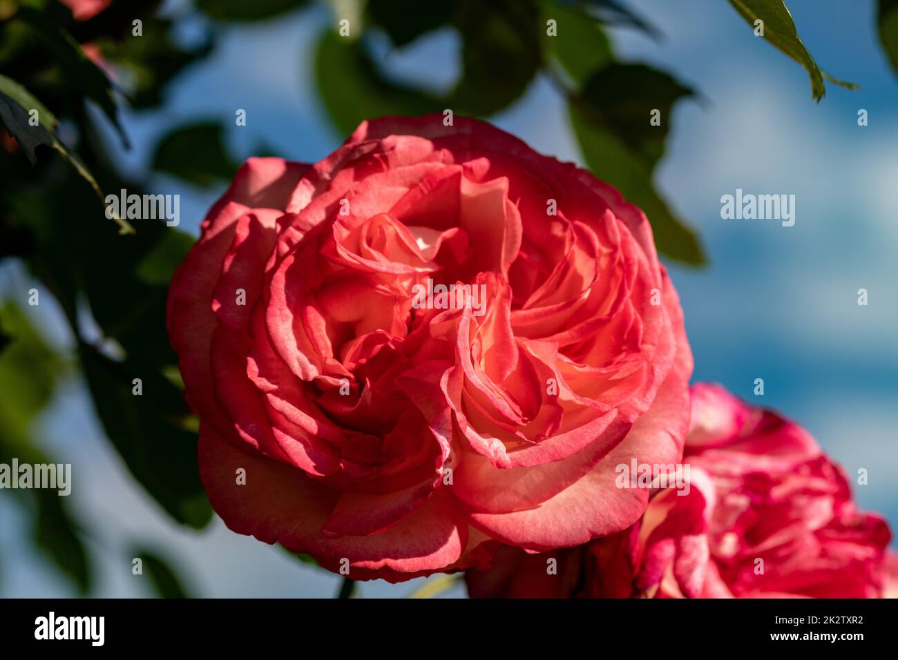 Field of red roses hi-res stock photography and images - Alamy