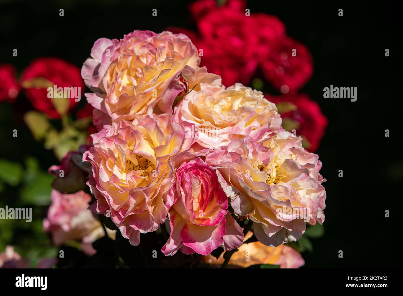 Field of red roses hi-res stock photography and images - Alamy