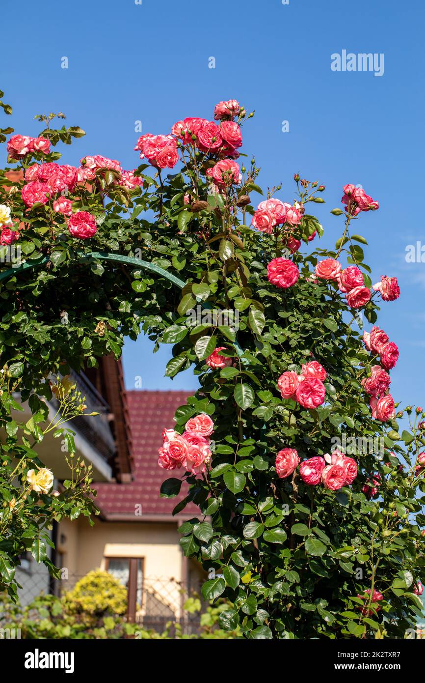 Field of red roses hi-res stock photography and images - Alamy