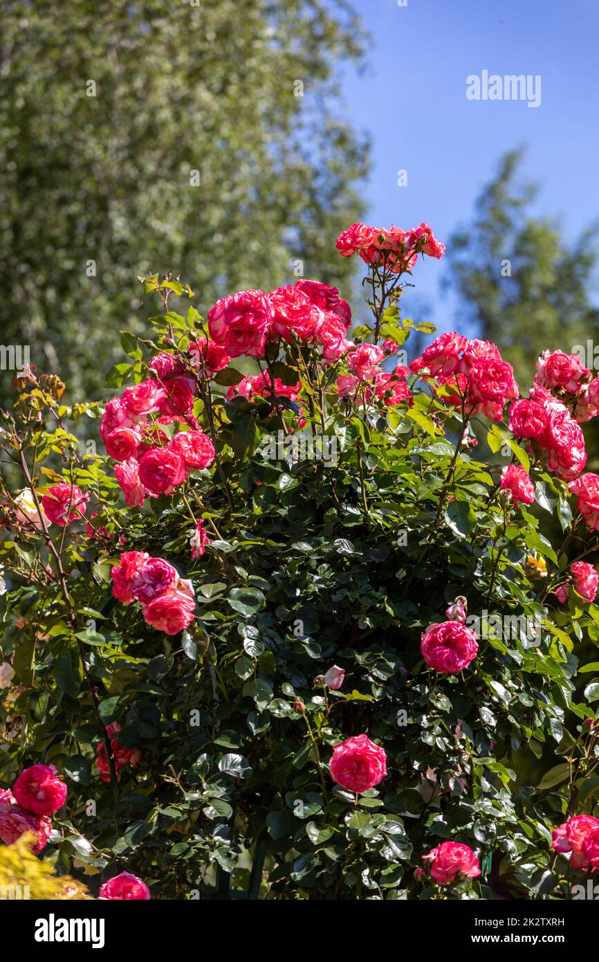 Field of red roses hi-res stock photography and images - Alamy