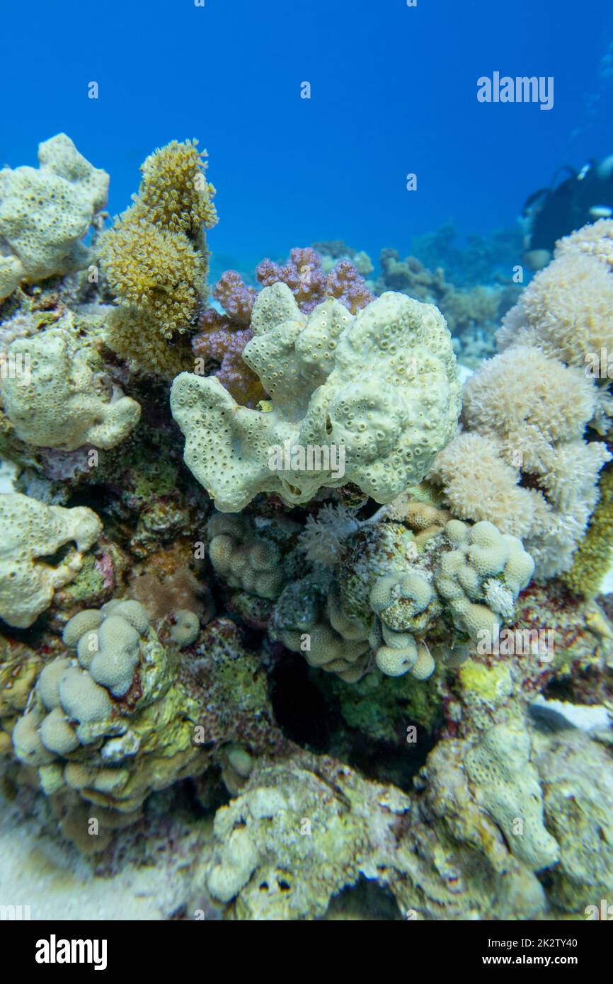 Colorful coral reef at the bottom of tropical sea, white sea sponge ...