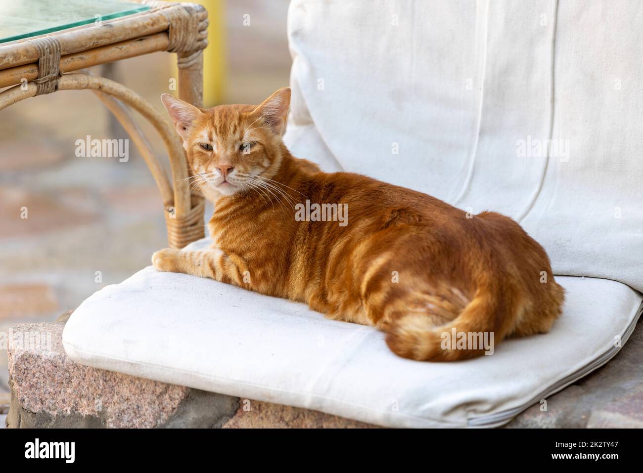 Red color striped cat lying on the chair Stock Photo - Alamy