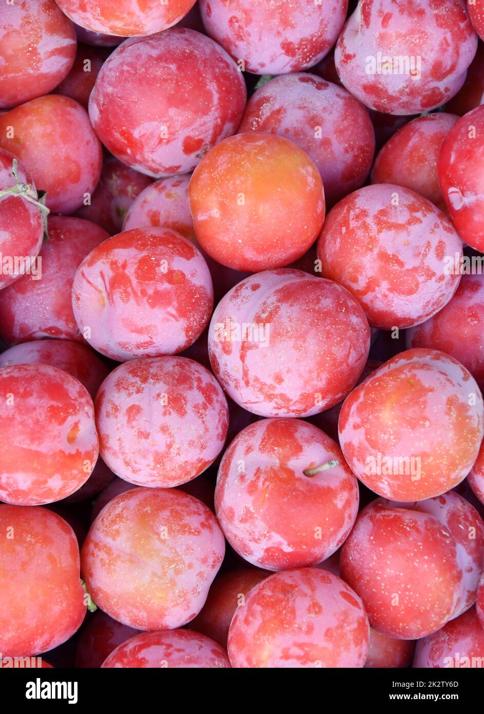 Ripe plum fruits (Latin Prunus) of the new harvest Stock Photo - Alamy