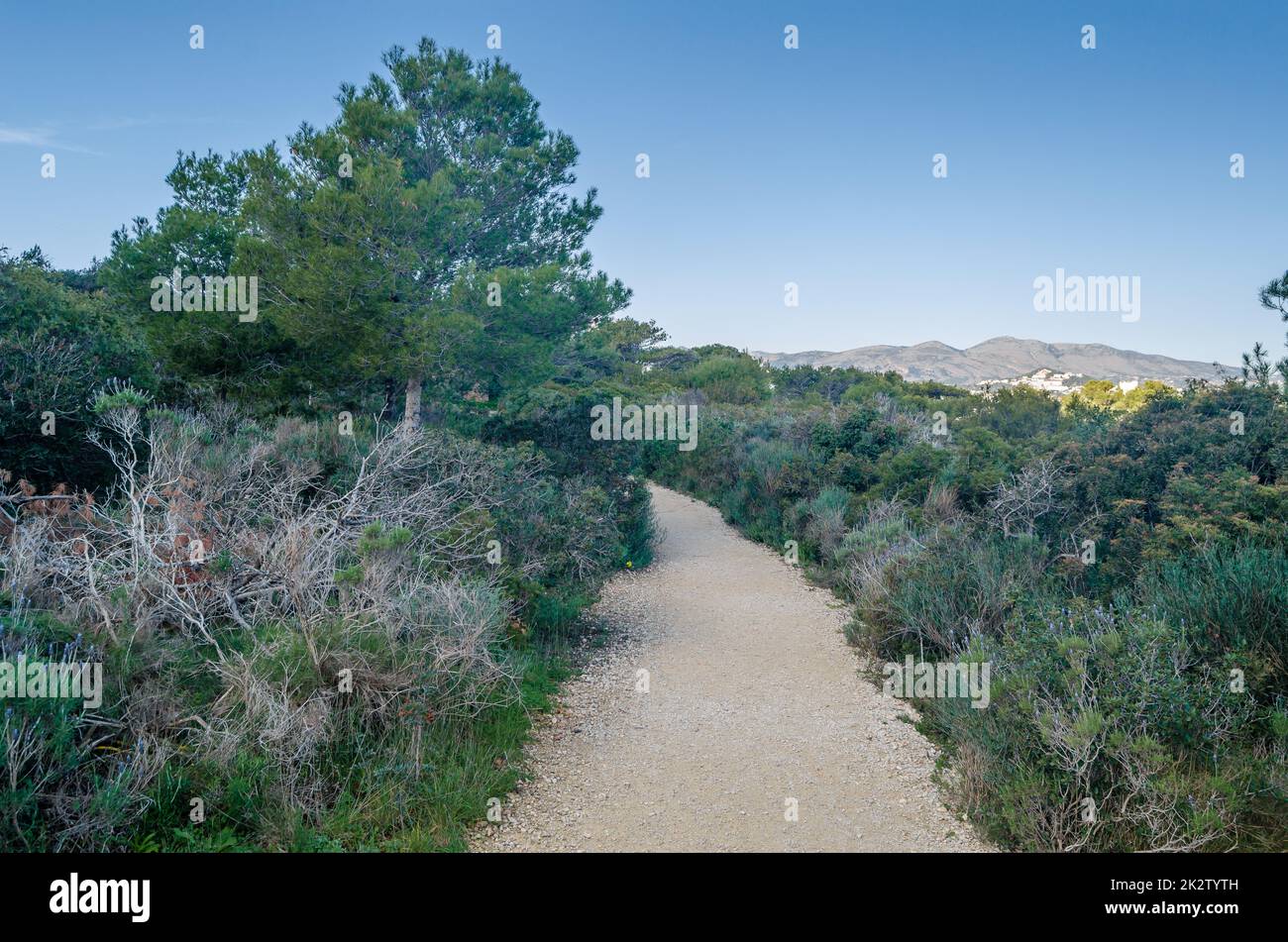 Mediterranean vegetation in the PeÃ±on de Ifach Natural Park in Calpe ...