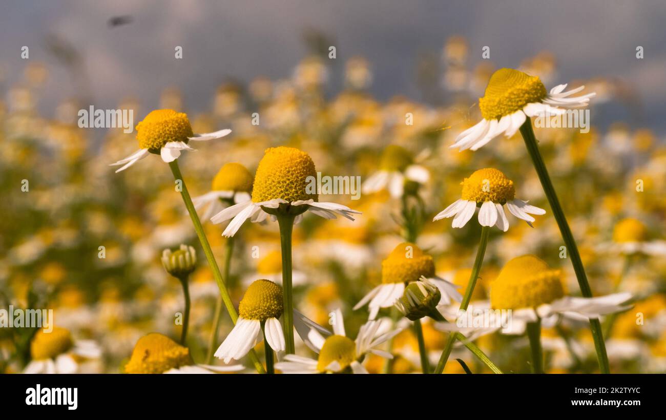 Medicine chamomile hi-res stock photography and images - Alamy