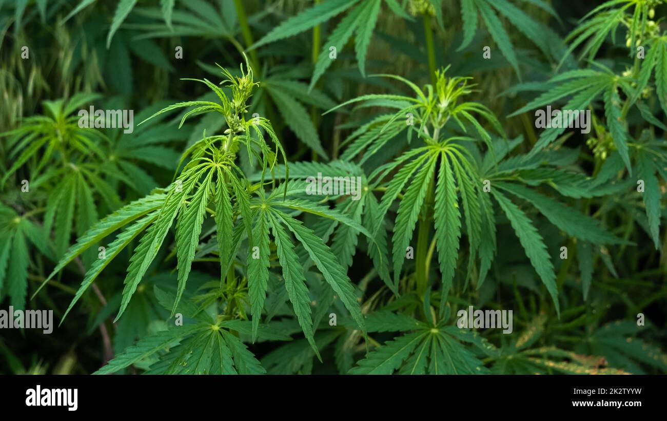 Marijuana wild hi-res stock photography and images - Alamy