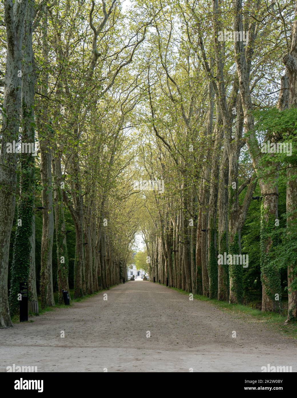 The narrow path with the high green tree line in the park, vertical ...