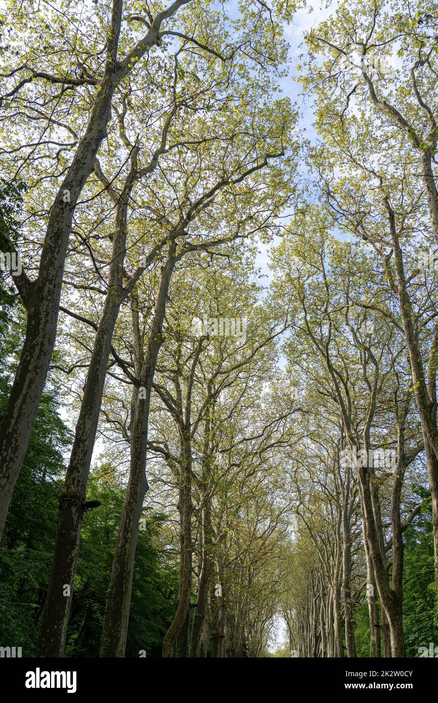 The narrow path with the high green tree line in the park, vertical ...