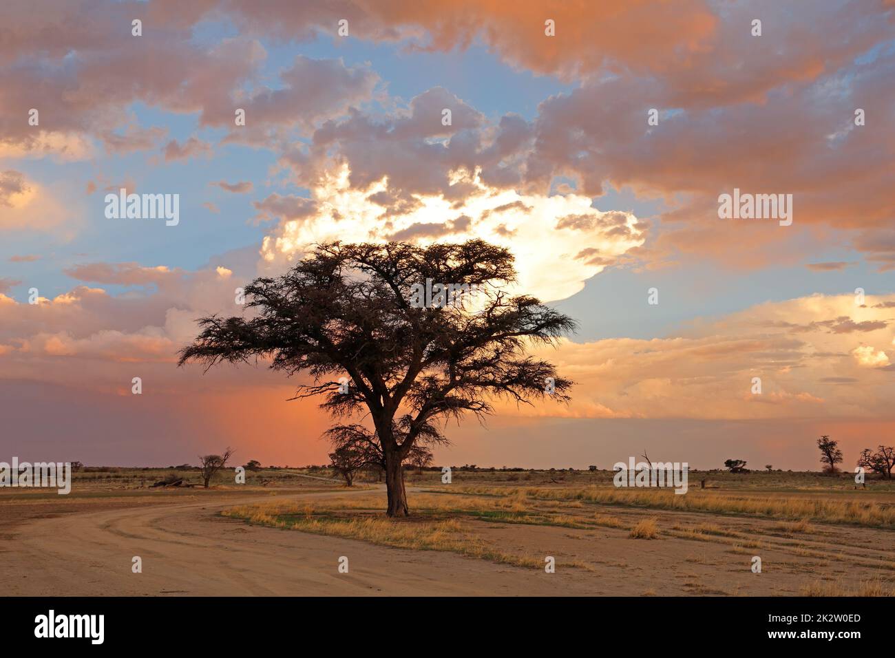 African sunset with silhouetted tree Stock Photo - Alamy