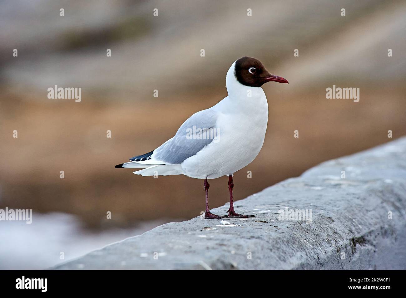 Parapet hi-res stock photography and images - Alamy