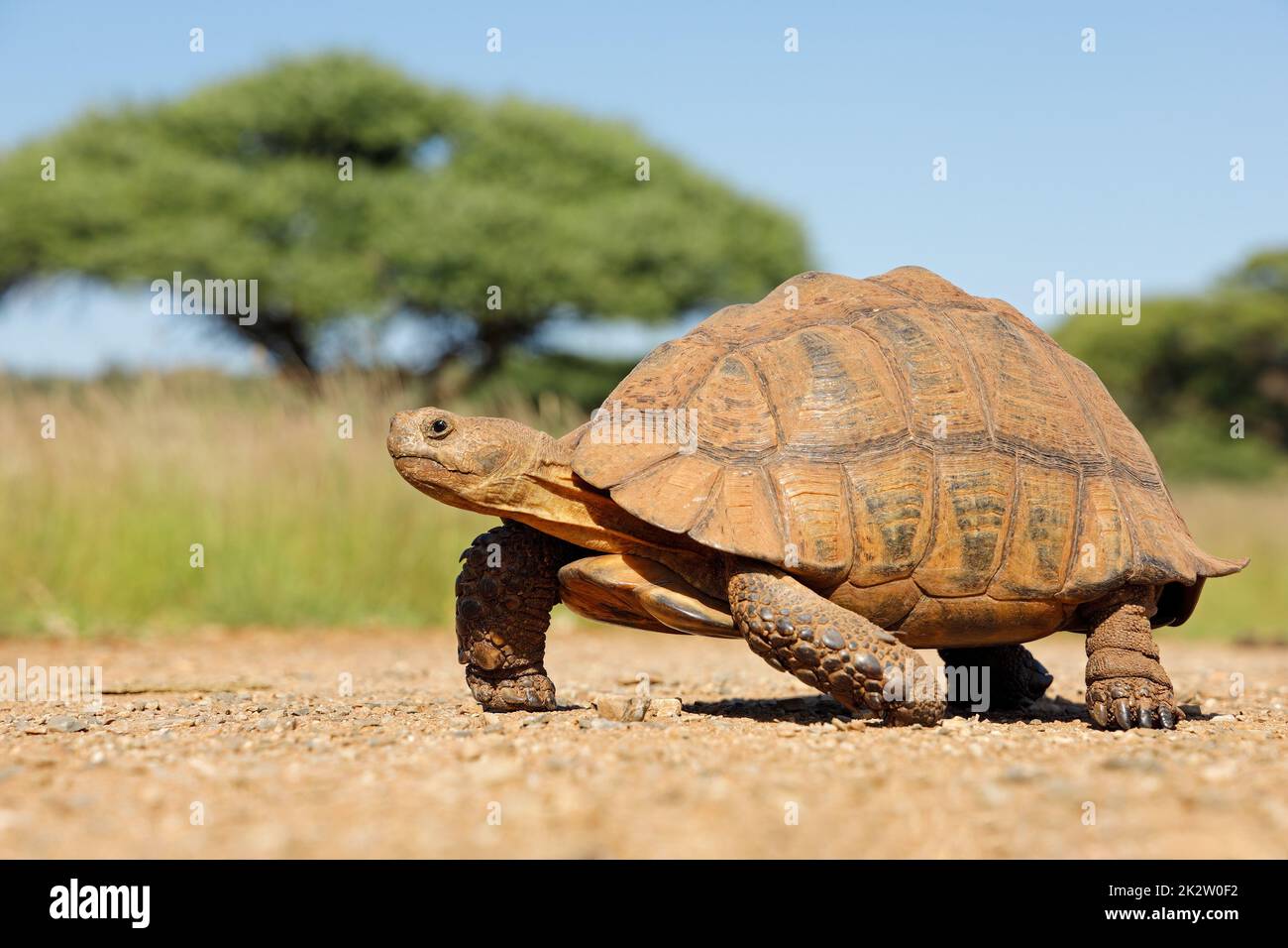 African leopard tortoise hi-res stock photography and images - Alamy