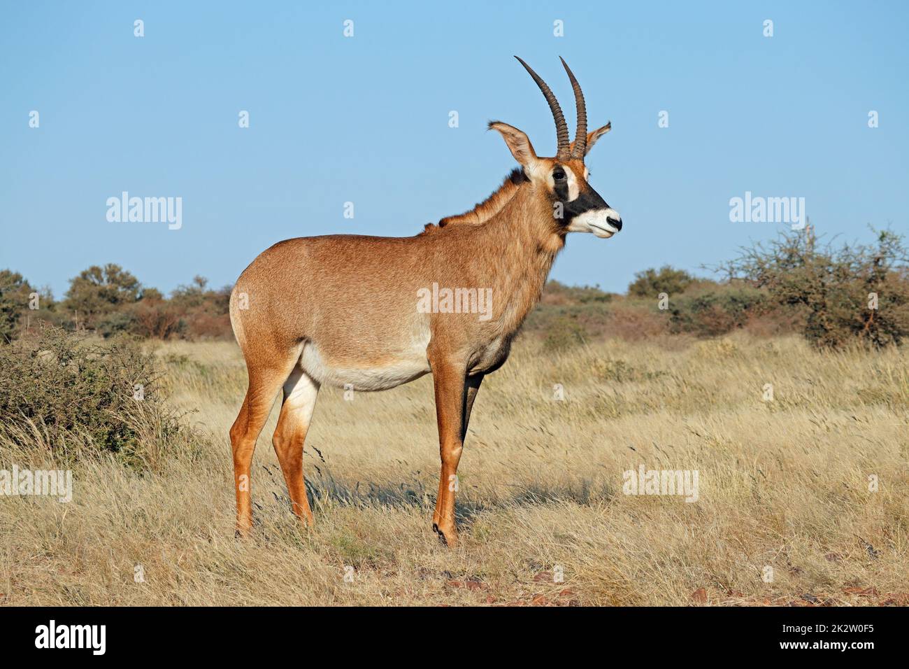 Rare species habitat hi-res stock photography and images - Alamy