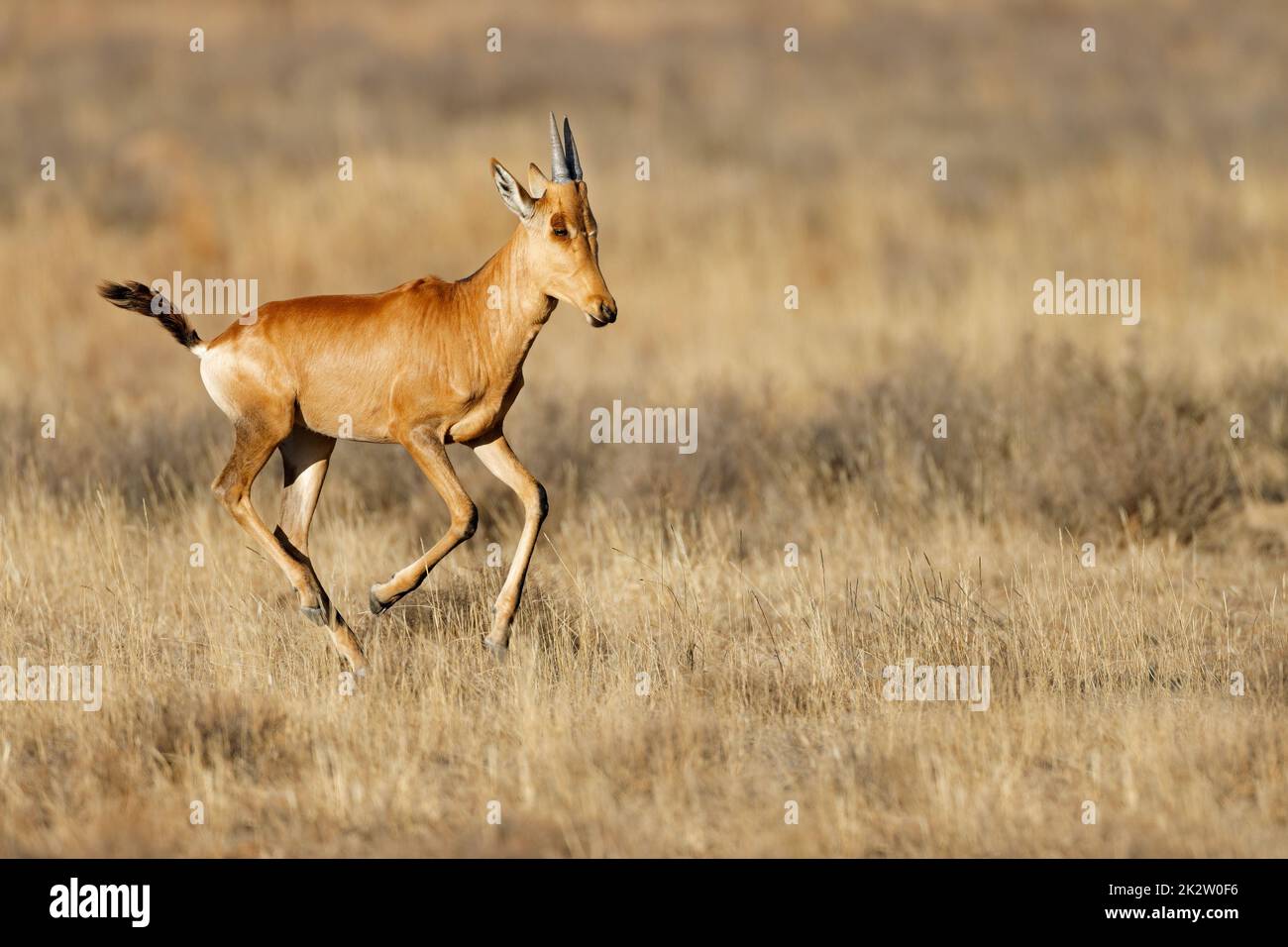 Hartebeest in natural habitat hi-res stock photography and images - Alamy