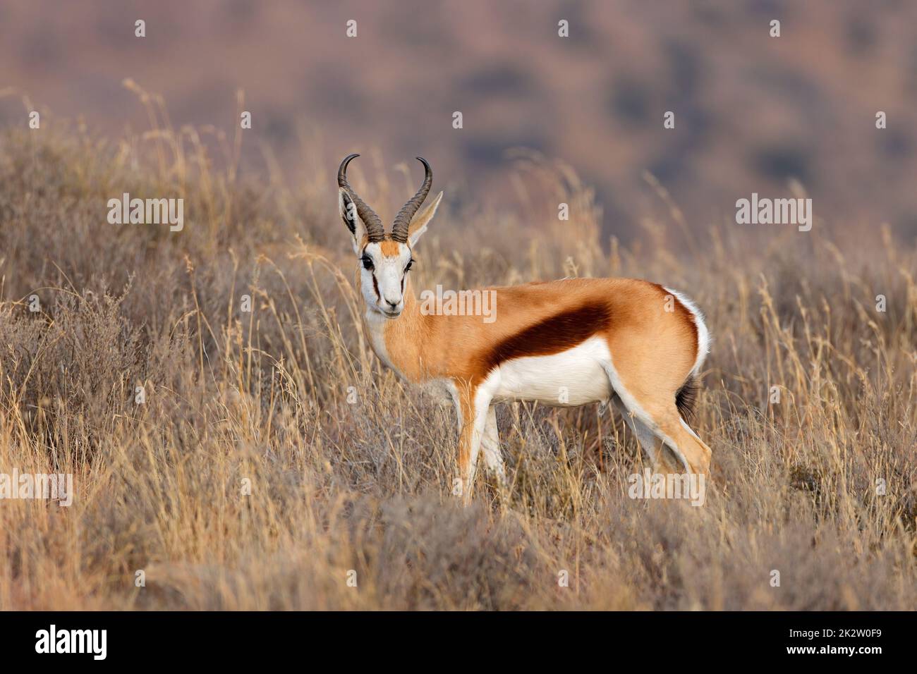 Springbok antelope in grassland Stock Photo - Alamy