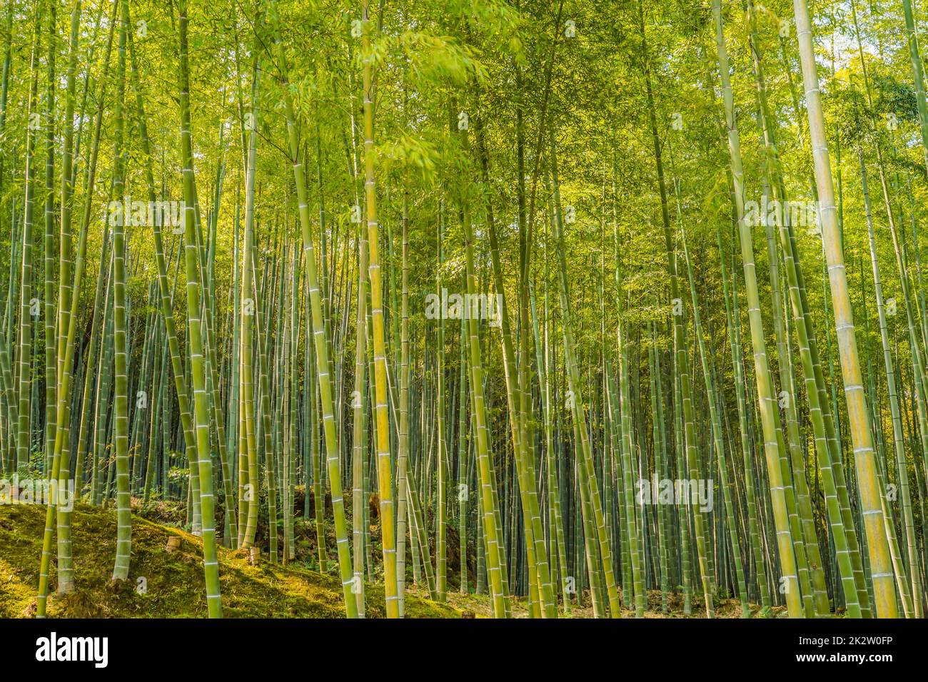 Kyoto Arashiyama bamboo forest Stock Photo - Alamy