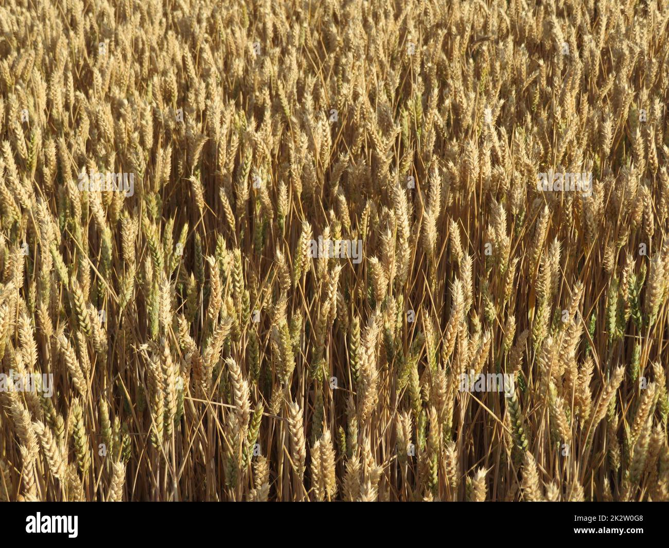 beautiful field of cereal gilded by the sun ready to harvest and grind ...