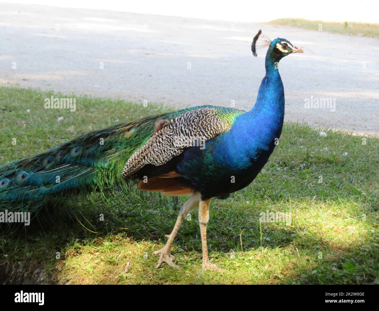 beautiful peacock of fantastic bright colors of long feathers Stock ...
