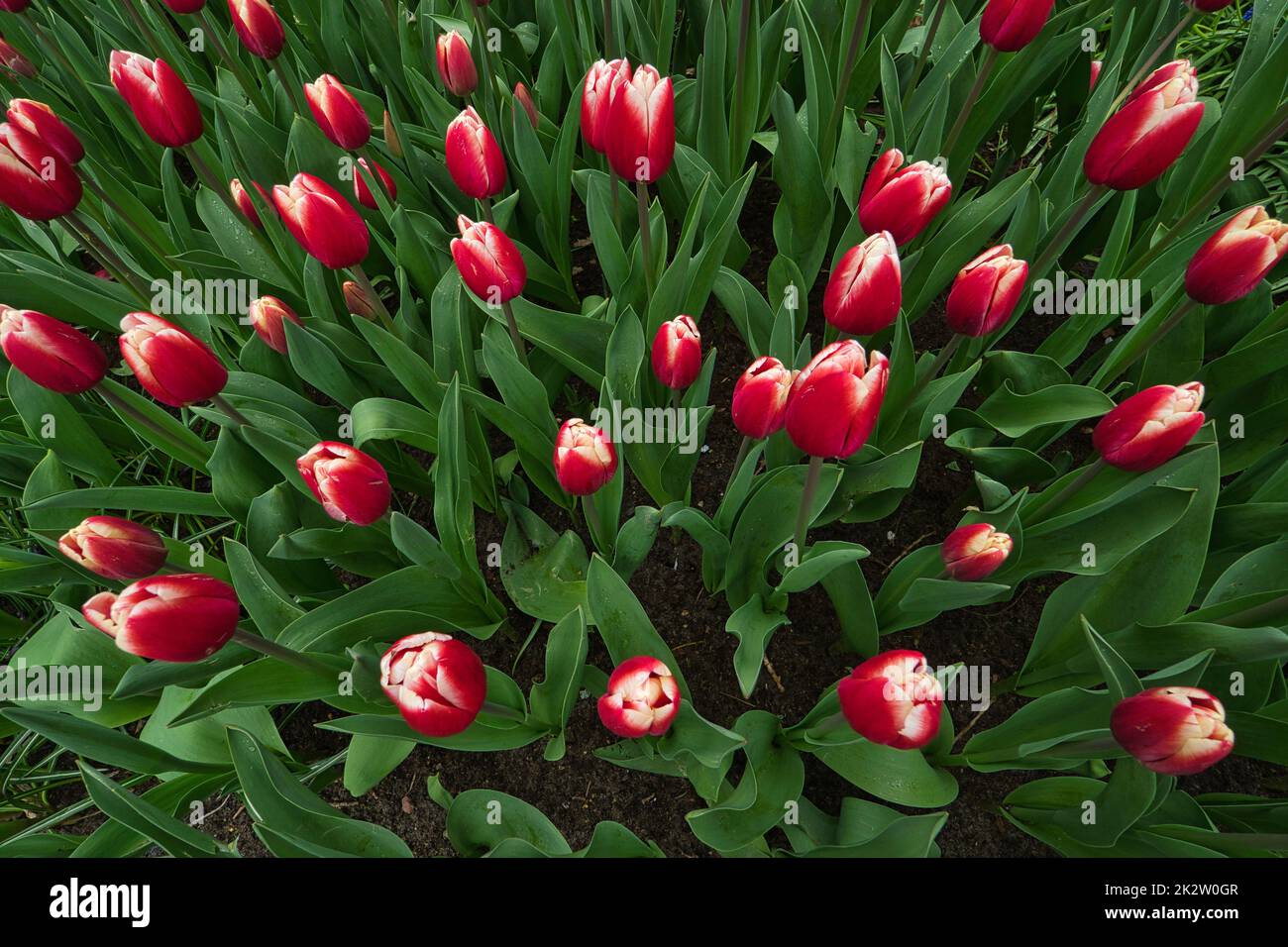 Tulips red white color hi-res stock photography and images - Alamy