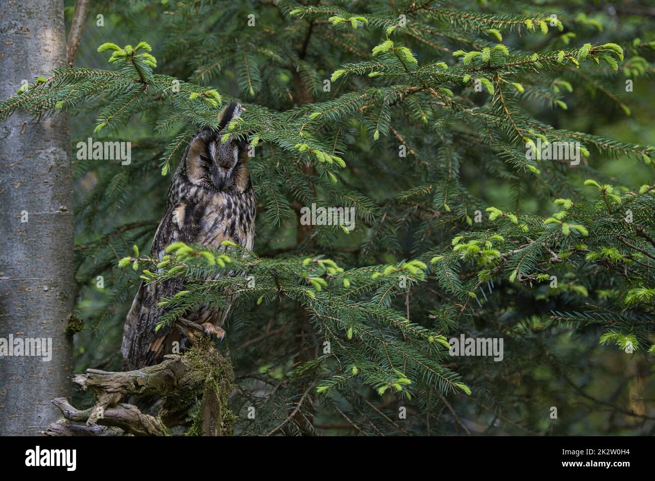 Between the branches sits an owl on the tree Stock Photo - Alamy
