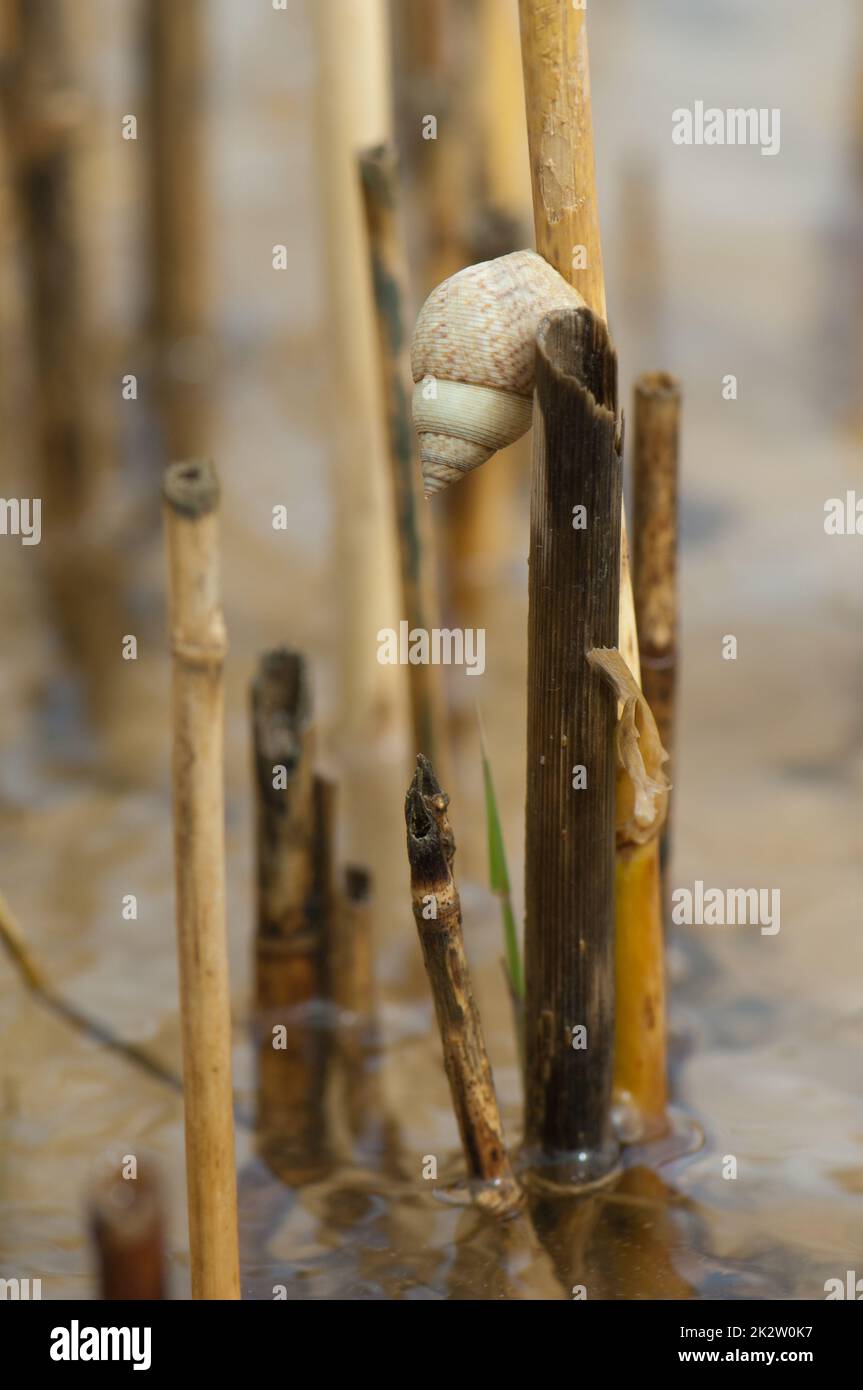 Snail on a cane in the Senegal River Stock Photo - Alamy