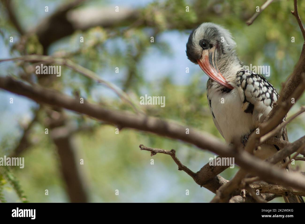 Northern red-billed hornbill Tockus erythrorhynchus kempi preening ...