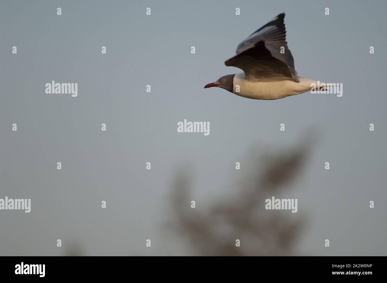 Grey-headed gull Chroicocephalus cirrocephalus poliocephalus in flight ...