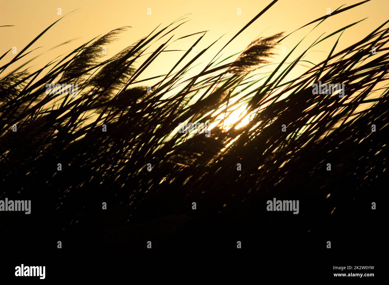 Vegetation in the Oiseaux du Djoudj National Park Stock Photo - Alamy