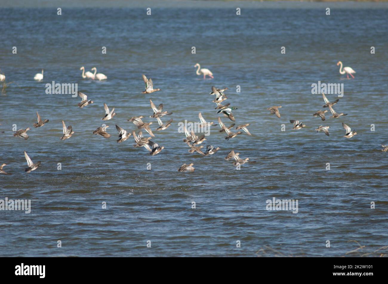 Flock of garganey and northern shovelers in flight Stock Photo - Alamy