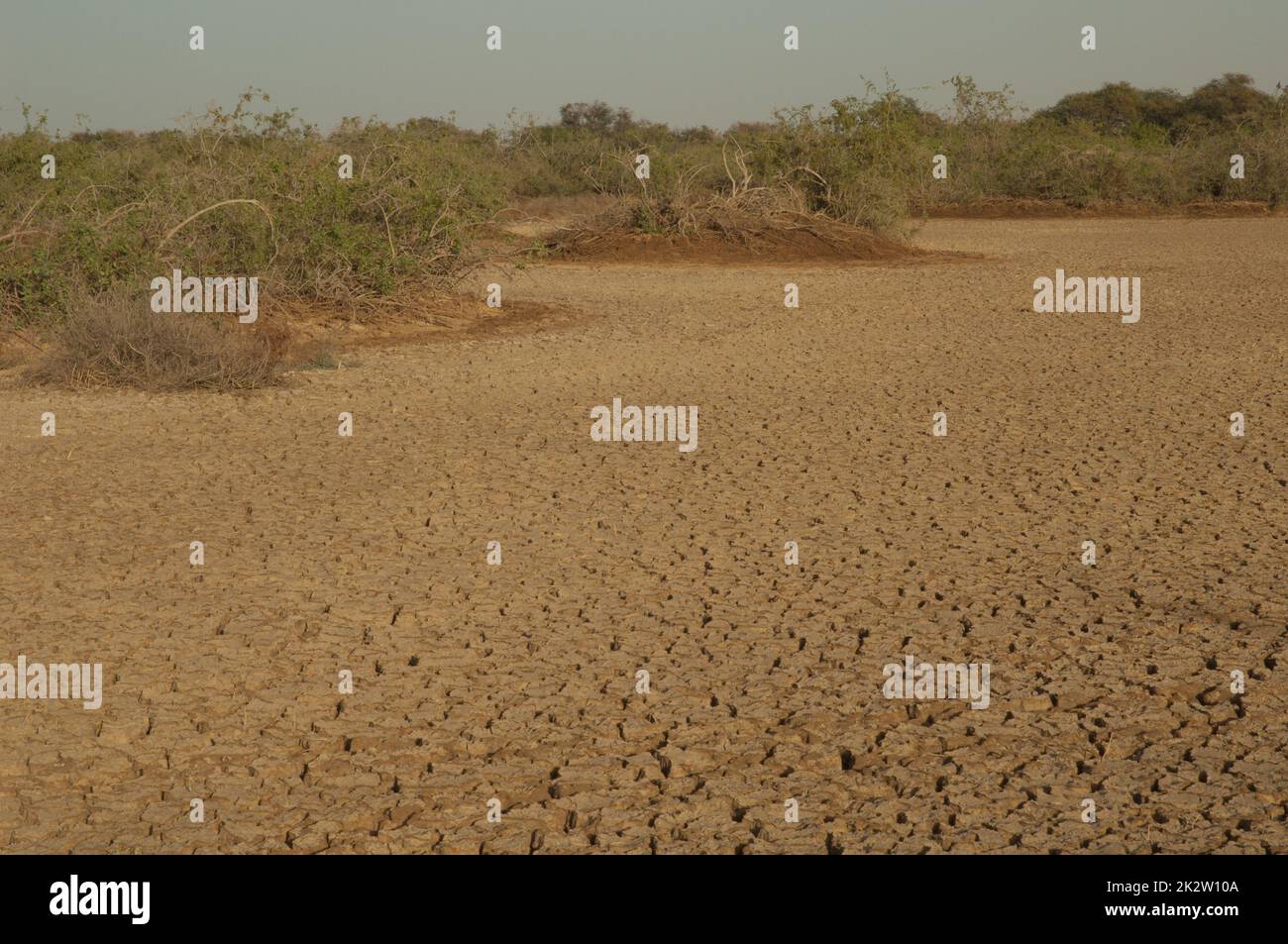 Dry lagoon and scrubland in the Oiseaux du Djoudj National Park Stock ...