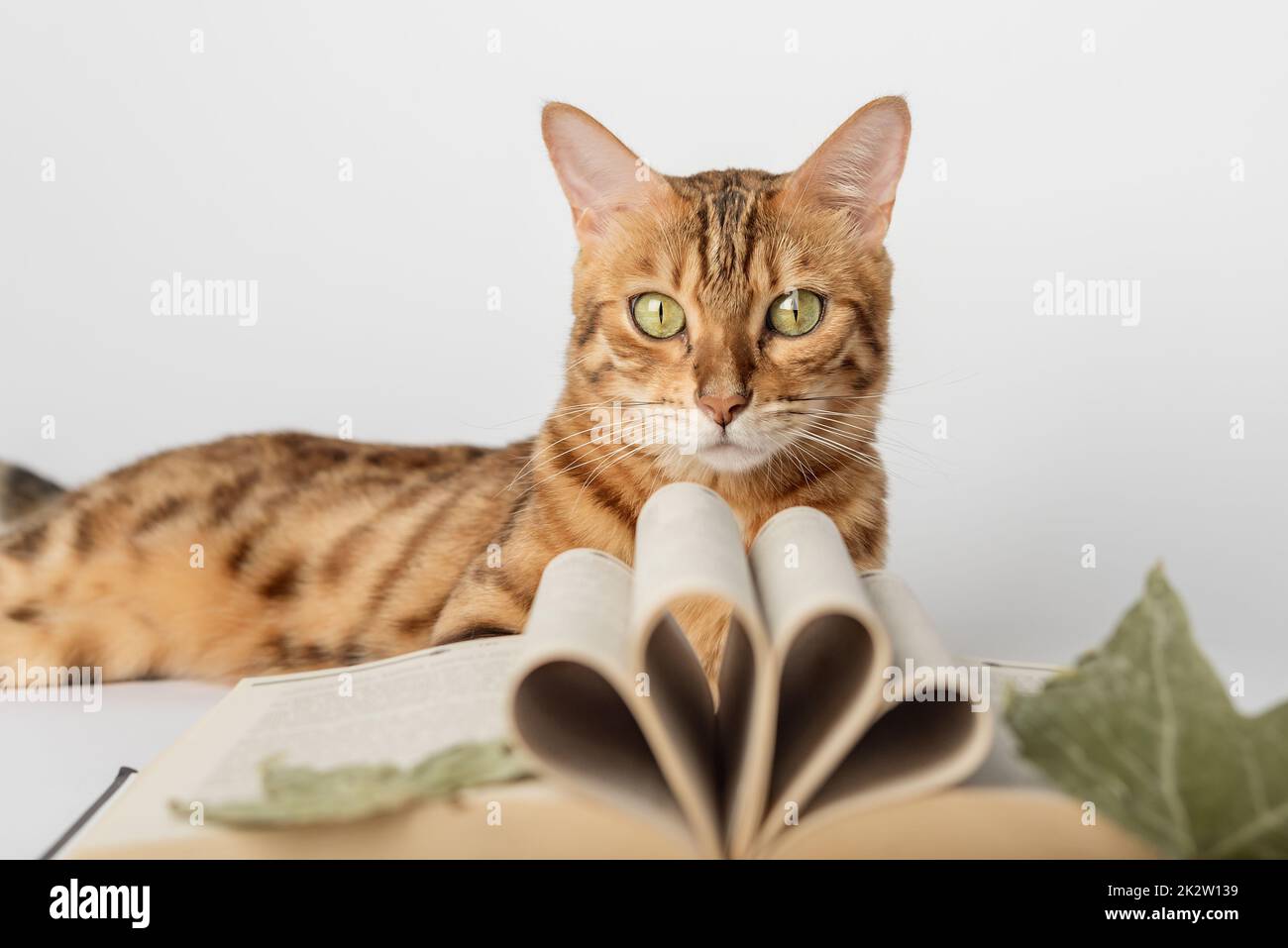 Red cat book on hi-res stock photography and images - Alamy