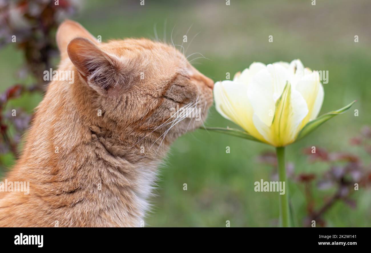 Red cat smells like a tulip. Close-up portrait of a cute orange ...