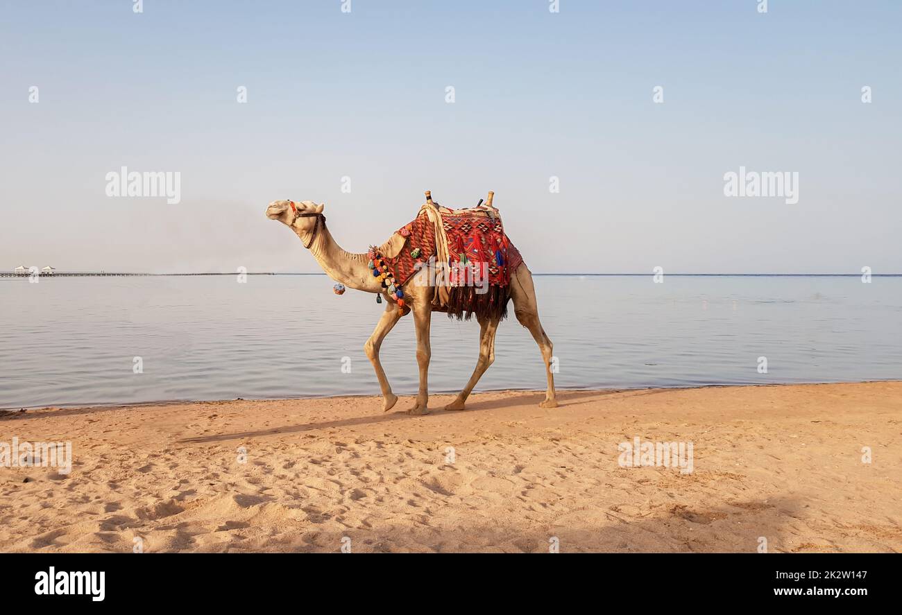 A camel walks along the Red Sea beach in Egypt. Camel on the seashore ...