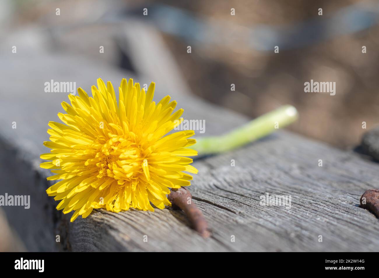Yellow dandelion lies on an old wooden background with copy space ...