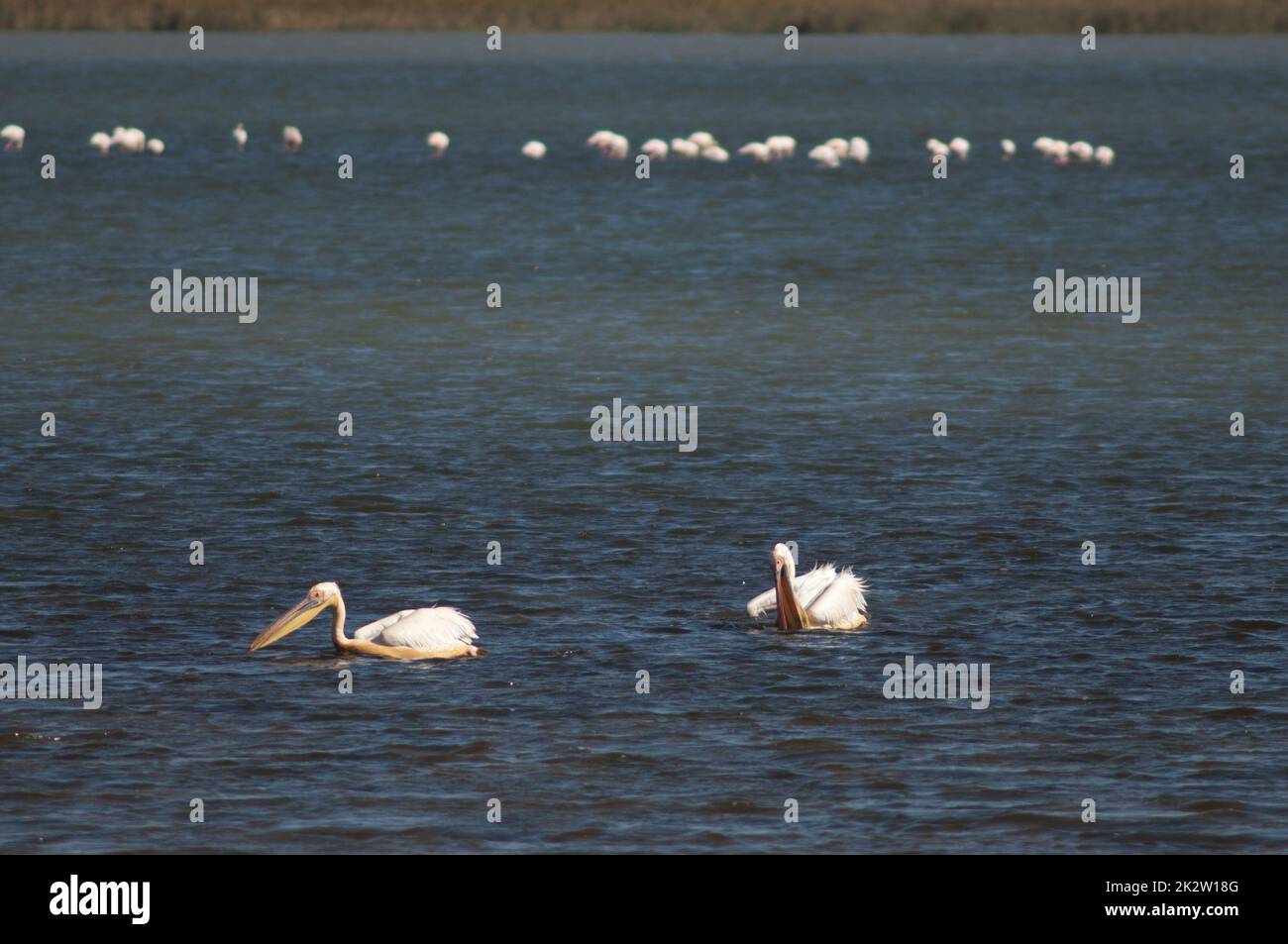 Great white pelicans fishing in a lagoon Stock Photo - Alamy
