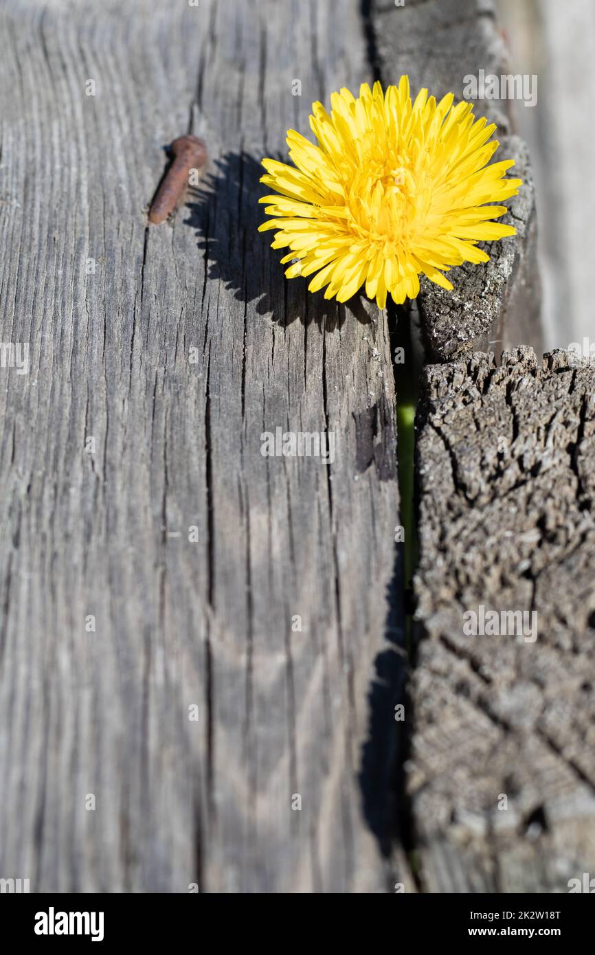 Yellow dandelion lies on an old wooden background with copy space ...