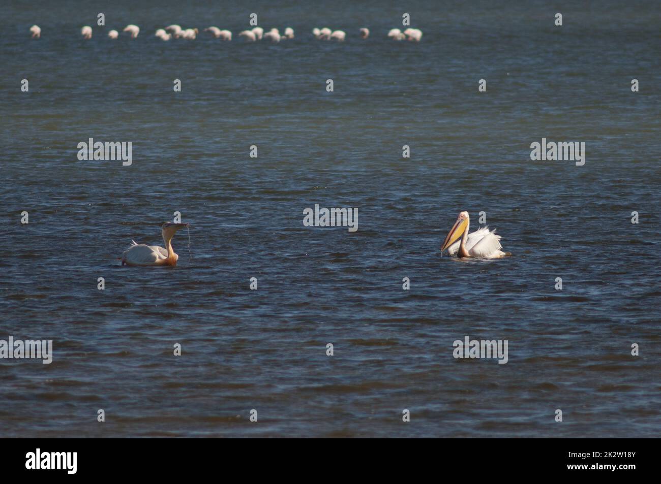 Great white pelicans Pelecanus onocrotalus in a lagoon Stock Photo - Alamy