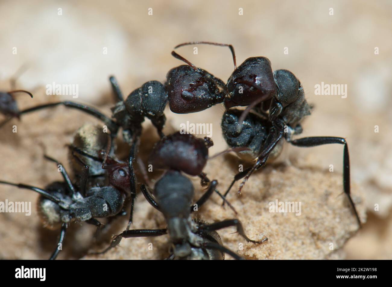 Close up of golden backed ants Camponotus sericeus Stock Photo - Alamy