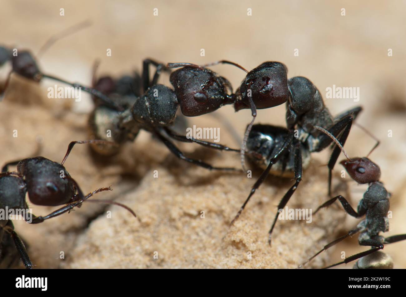 Close up of golden backed ants Camponotus sericeus Stock Photo - Alamy