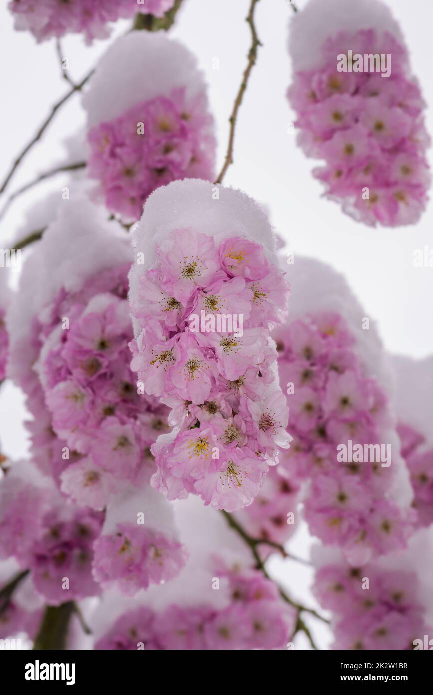 Snow and cherry blossoms hi-res stock photography and images - Alamy