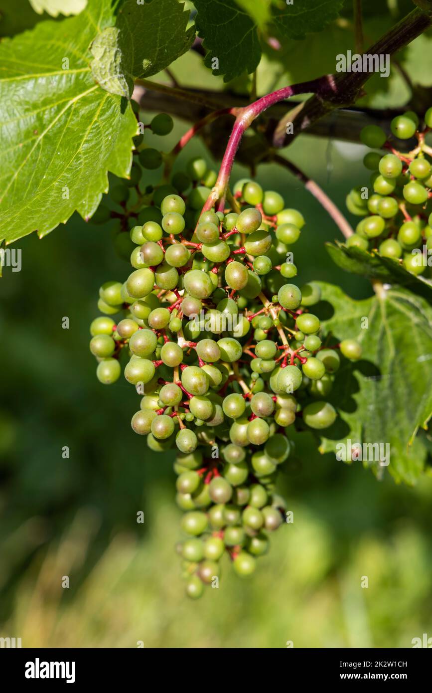 detail Grapes of the vine in the time before locking Stock Photo - Alamy