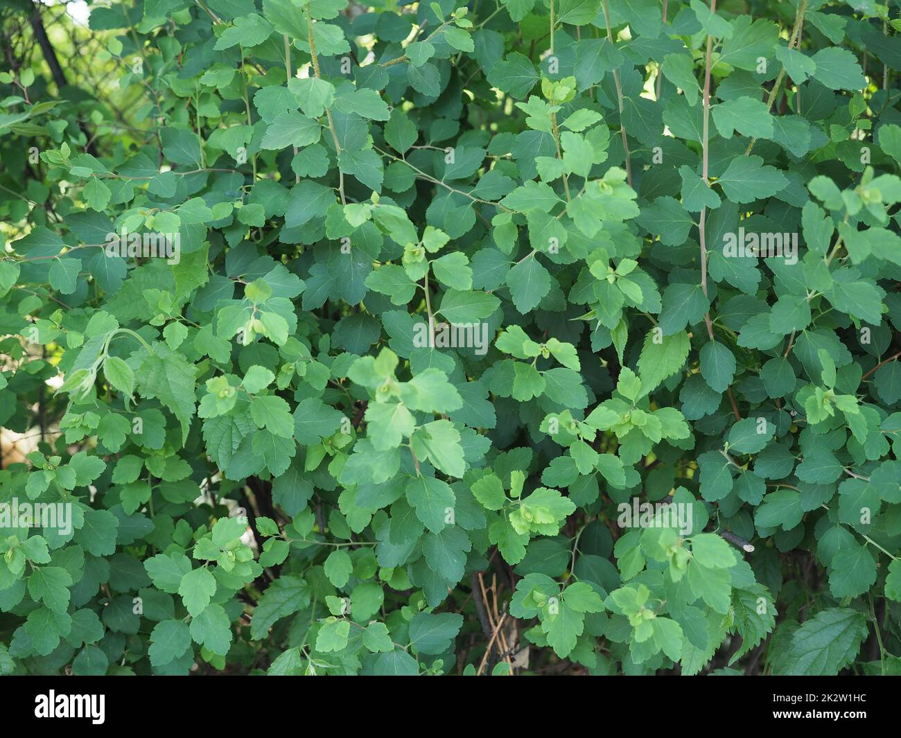 green greenery texture background Stock Photo - Alamy