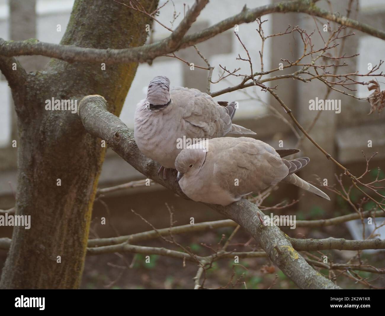 Eurasian collared doves couple hi-res stock photography and images - Alamy