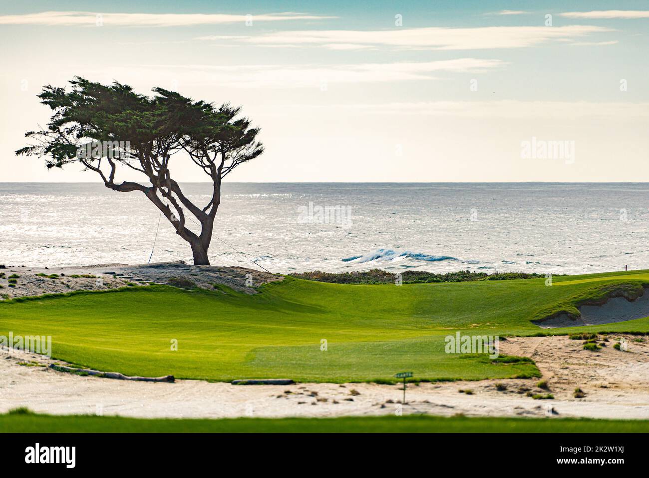 Tree on golf course with ocean in background Stock Photo - Alamy