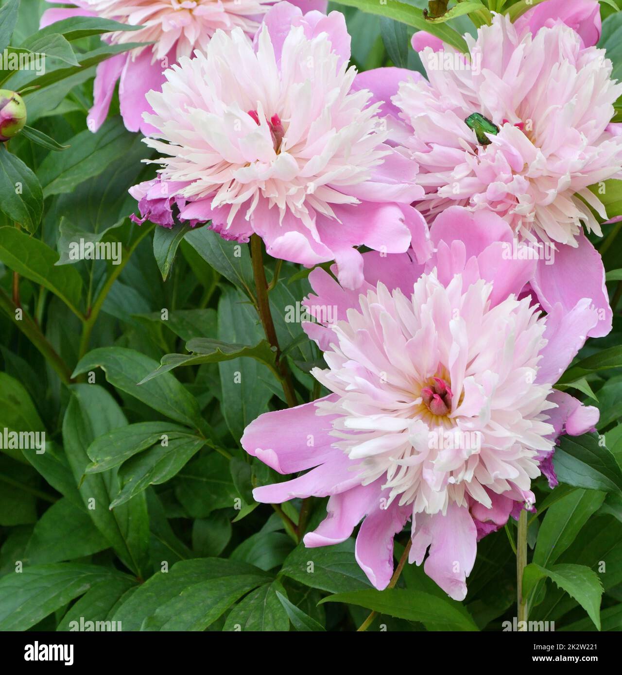 Peony flower (lat. Paeonia) white-pink color Stock Photo - Alamy