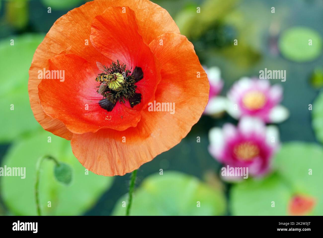 Klatschmohn insekt hi-res stock photography and images - Alamy