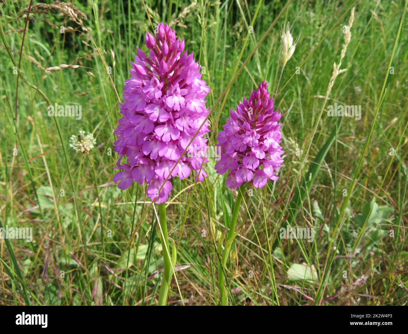 rare pink flower different small form a purple cone Stock Photo - Alamy